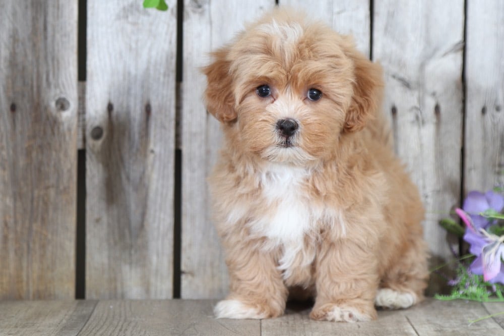 Cherry - Gorgeous Female HavaPoo - Puppies Online