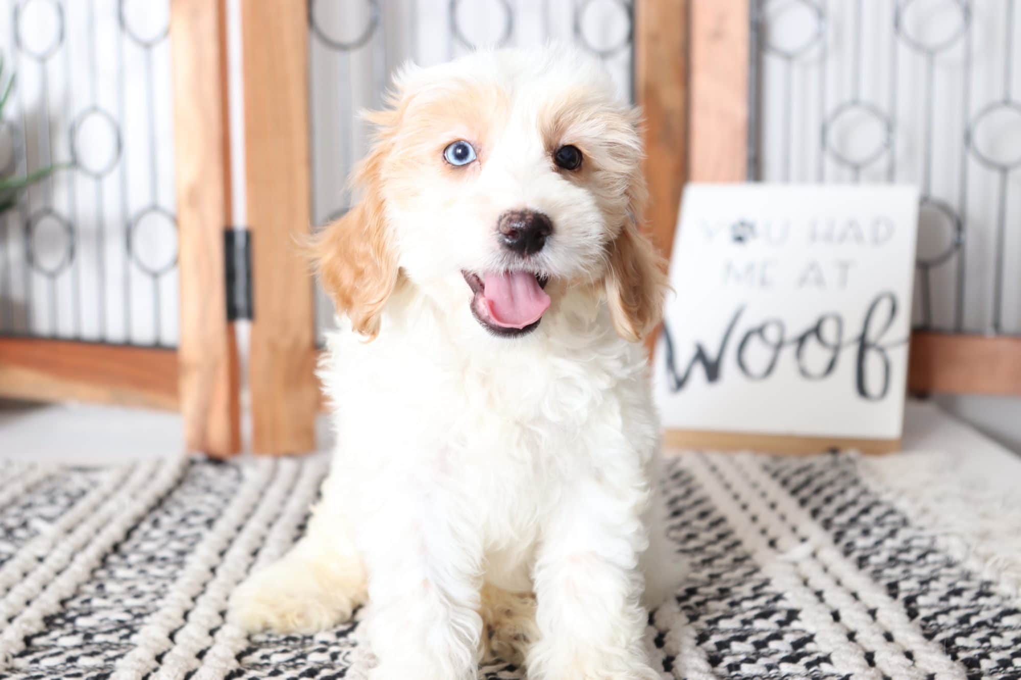 Chester -Handsome Male Cockapoo Puppy - Puppies Online