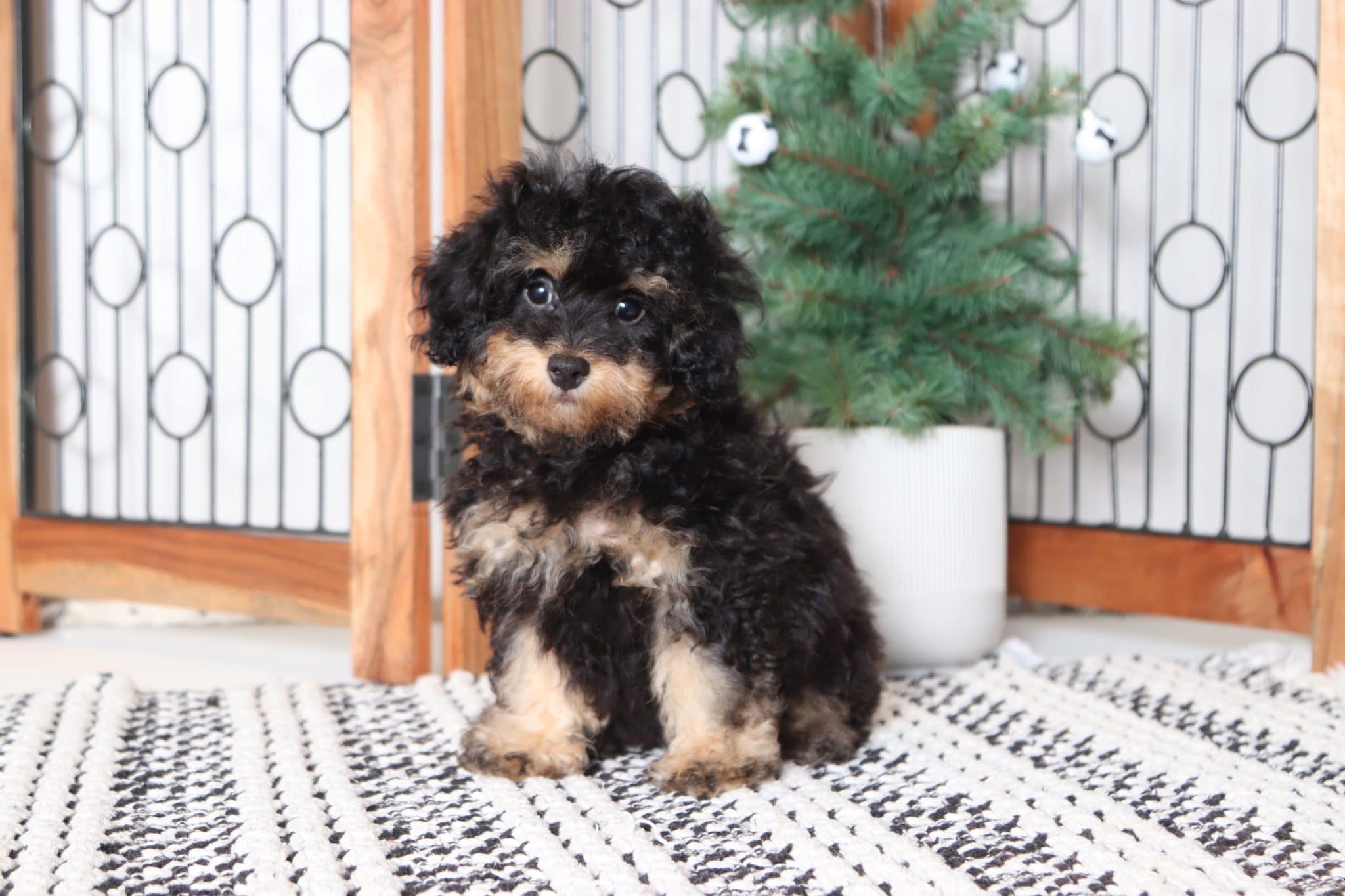 Chip - Perfect Male ACA Mini Poodle Puppy - Puppies Online