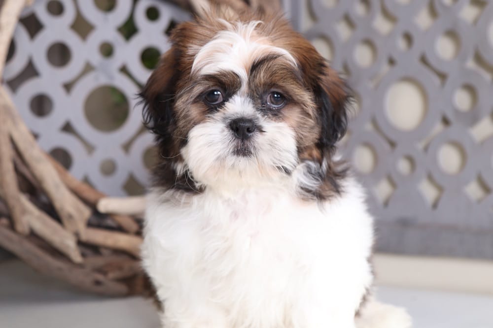 Chuck - Perfect Shih Tzu Puppy - Puppies Online