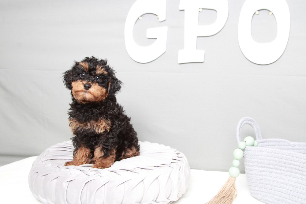 Claire- Stunning Black/Tan Female Yorkie-poo Puppy - Puppies Online