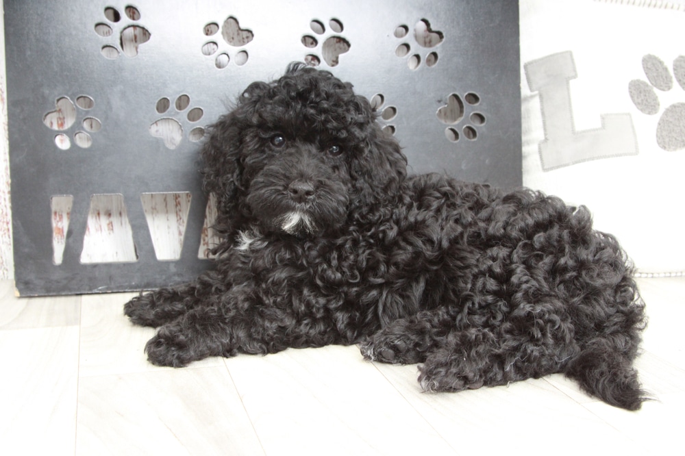 Cleo- Little Female Black Mini Goldendoodle Puppy - Puppies Online