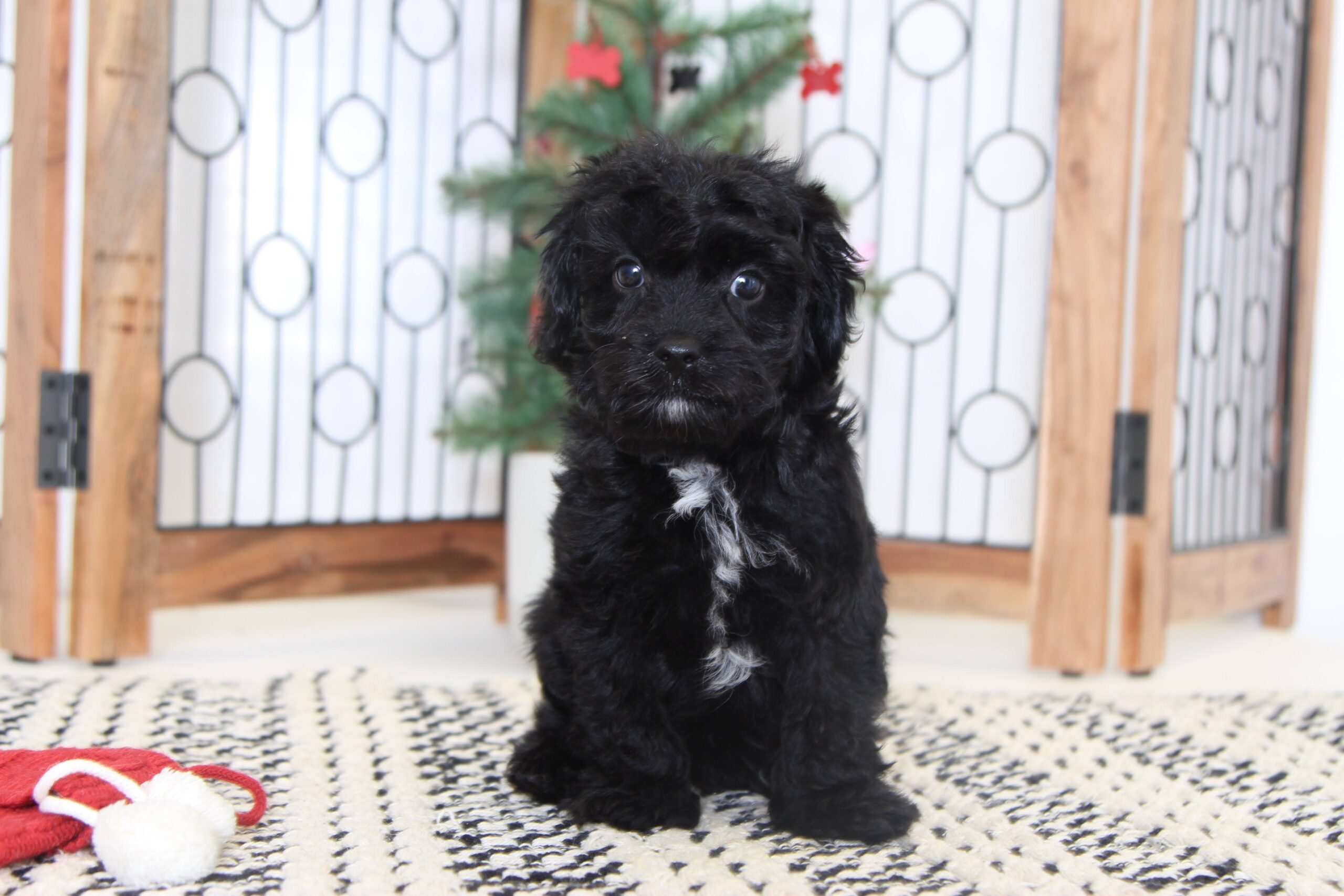Coal- Handsome Male Cavapoo Puppy - Puppies Online