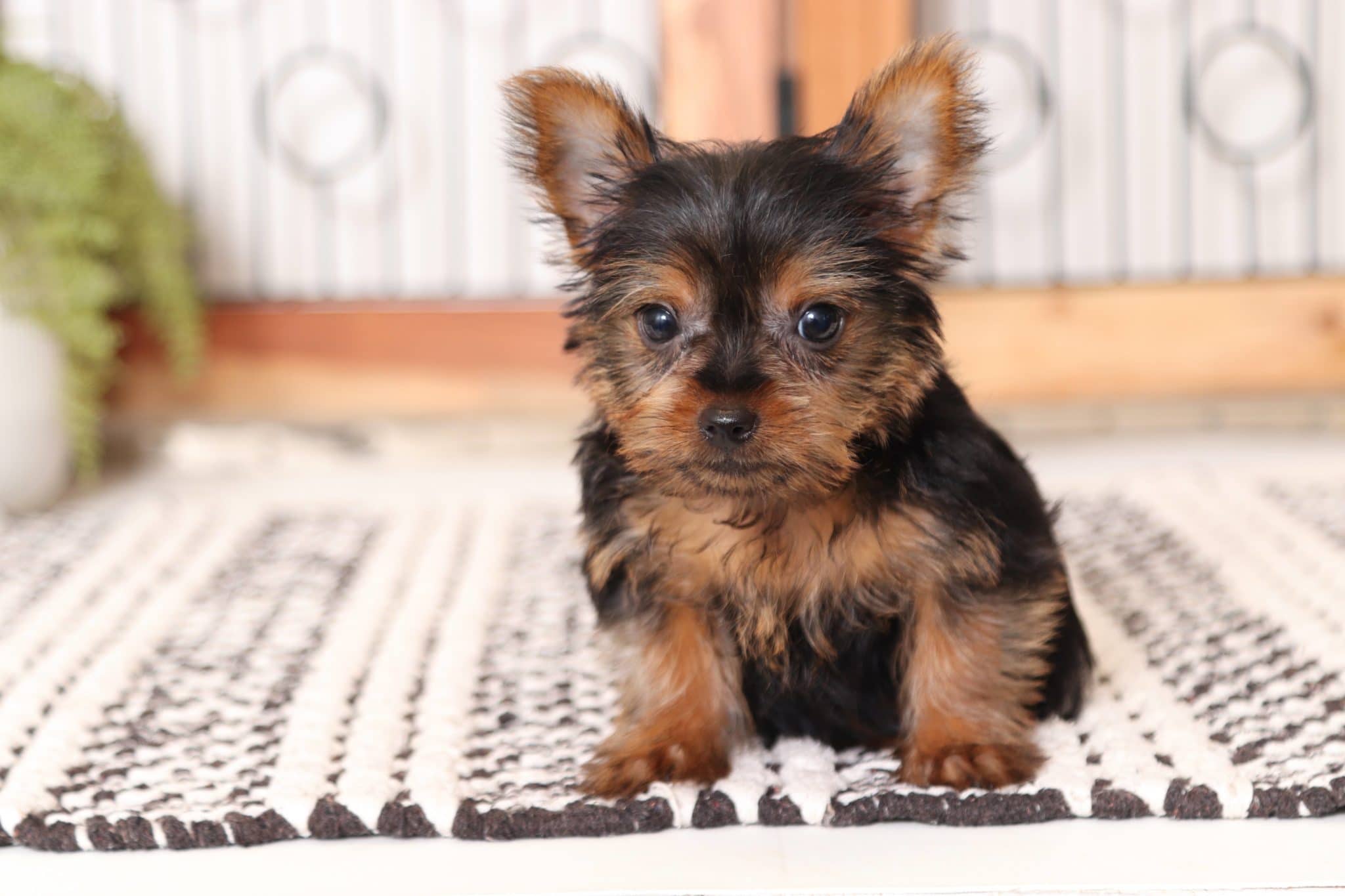Cody- Fun Little ACA Male Yorkie - Puppies Online
