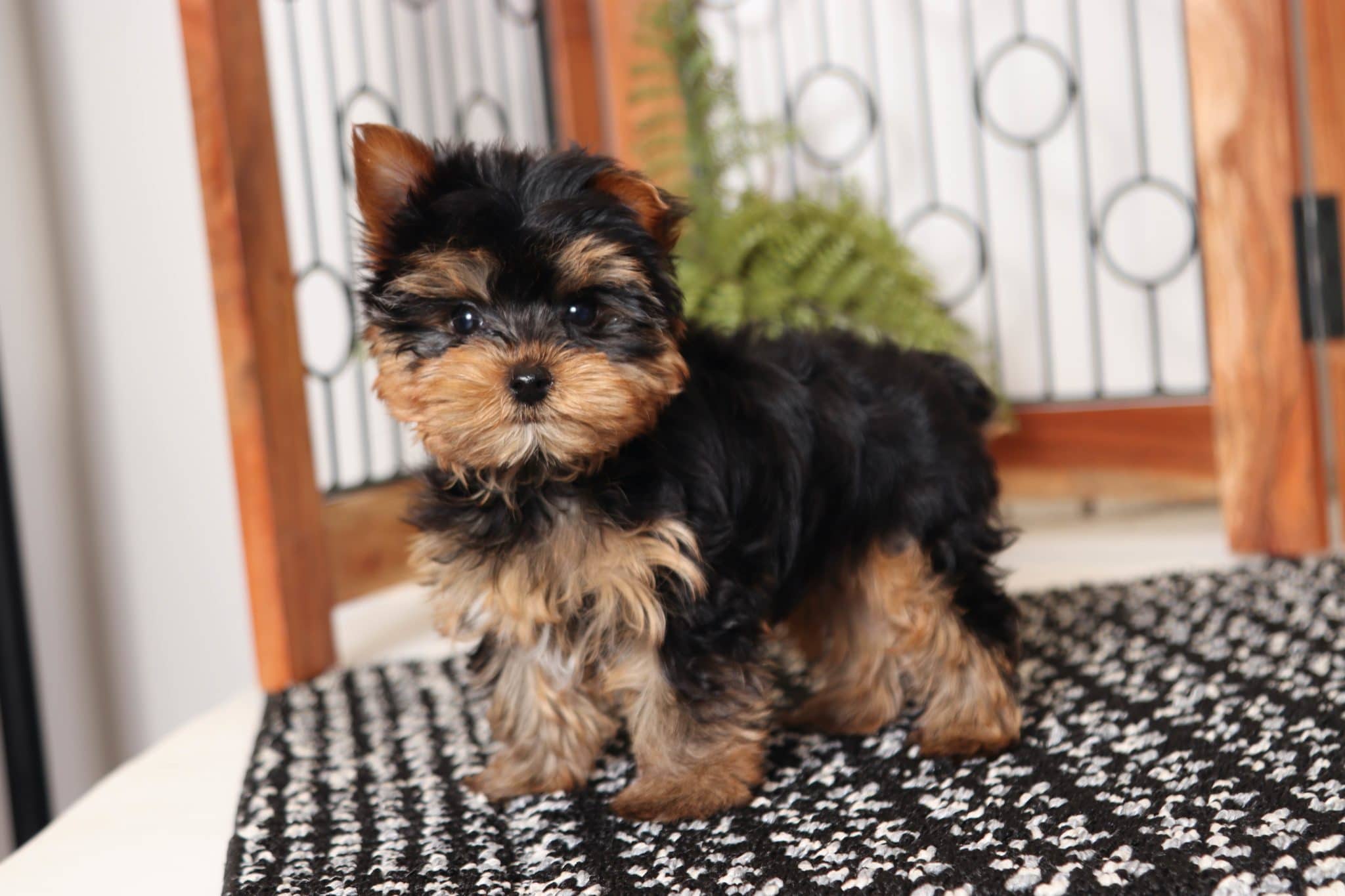 Cory- Tiny Male Toy AKC Yorkie Puppy - Puppies Online