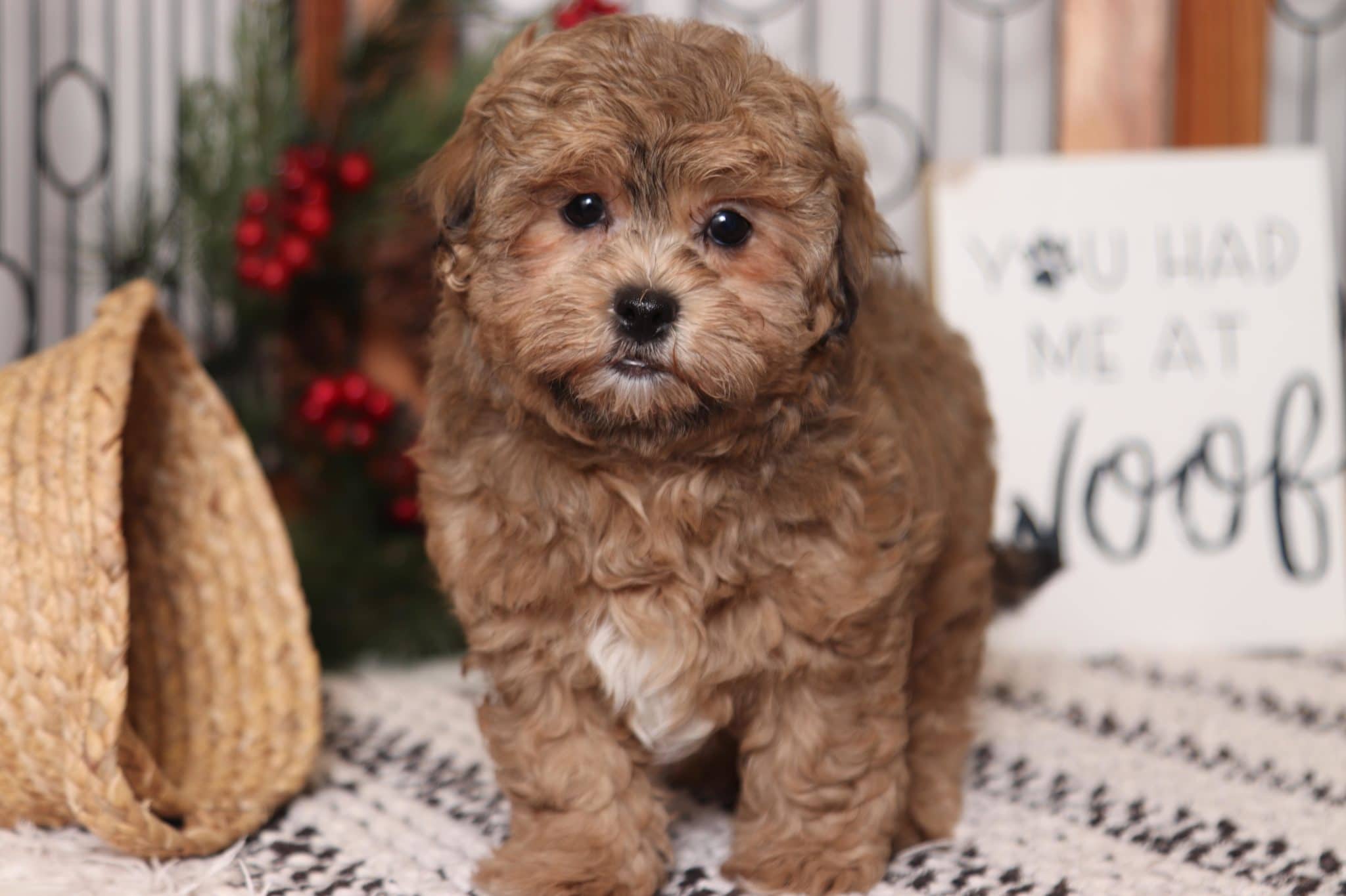 Collin - Handsome Little Male Shih-Poo Puppy - Puppies Online
