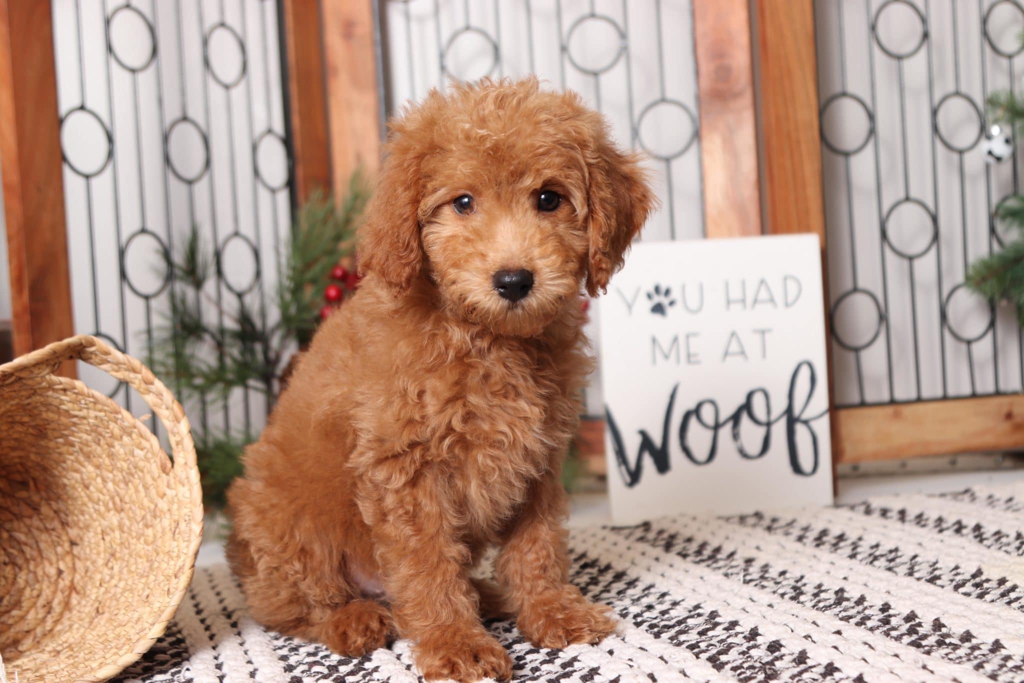 Cooper - Dapper Mini Male F1B Goldendoodle - Puppies Online