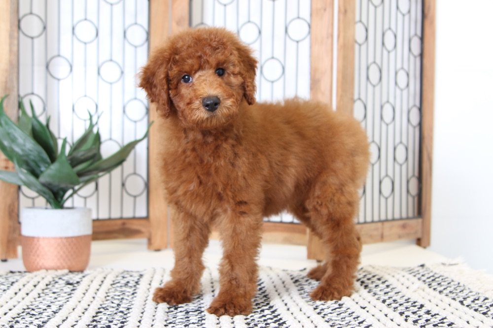 Copper- Handsome AKC Red Male Moyen Poodle Puppy - Puppies Online