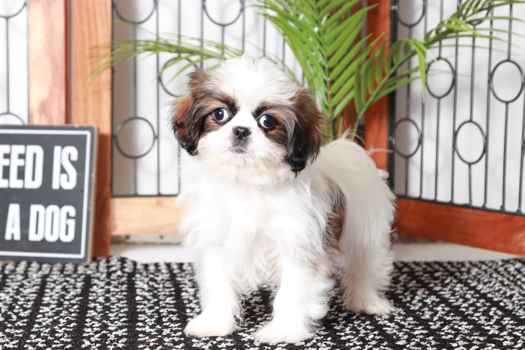 Cora - Cuddly Female Toy ACA Shih-Tzu Puppy - Puppies Online