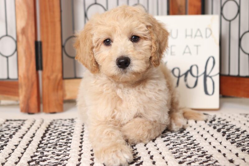 Curly- Spunky Male F1B Mini Goldendoodle - Puppies Online