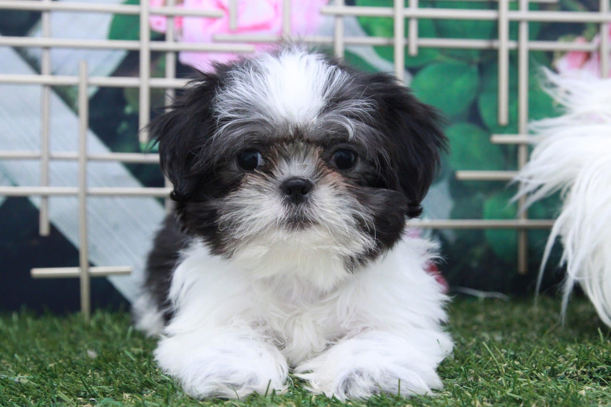 Dana - Perfect Black & White Female Shih-Tzu Puppy - Puppies Online