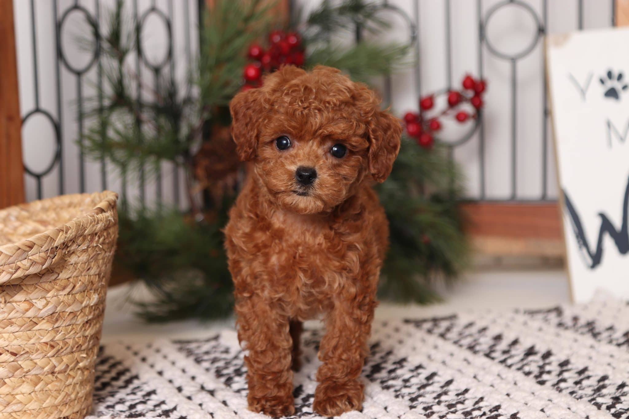 Darla - Amazing Little Red Female F1B Cavapoo Puppy - Puppies Online