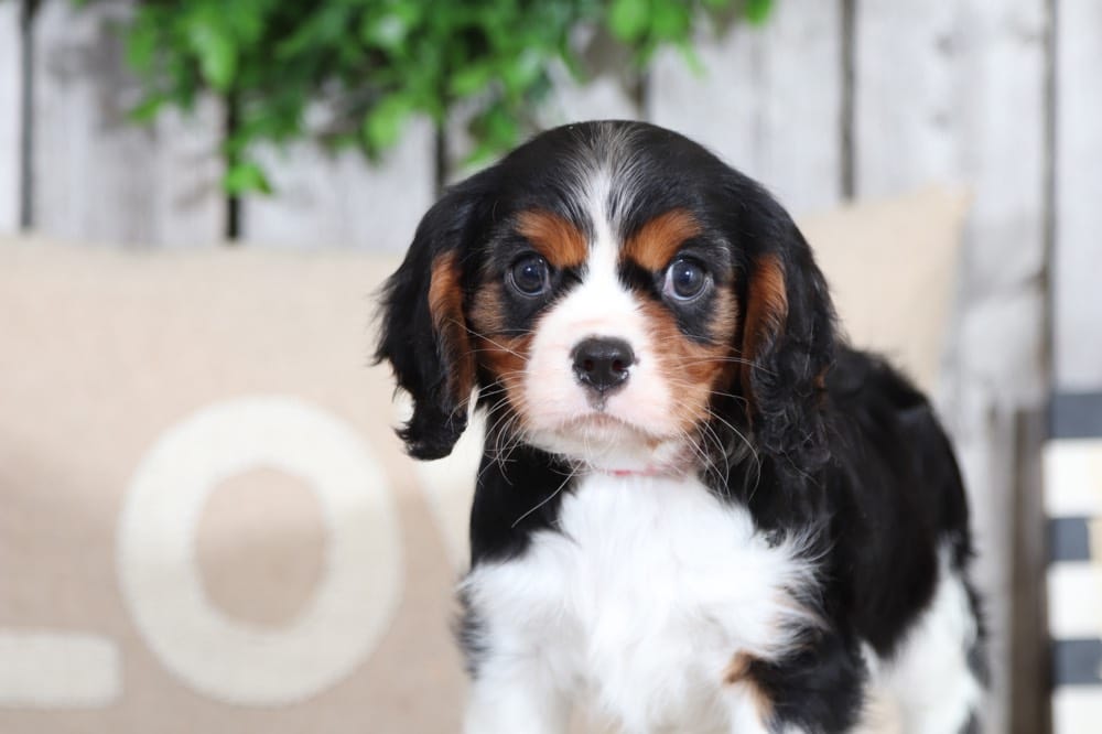 Dash - Handsome Cavalier King Charles Spaniel - Puppies Online