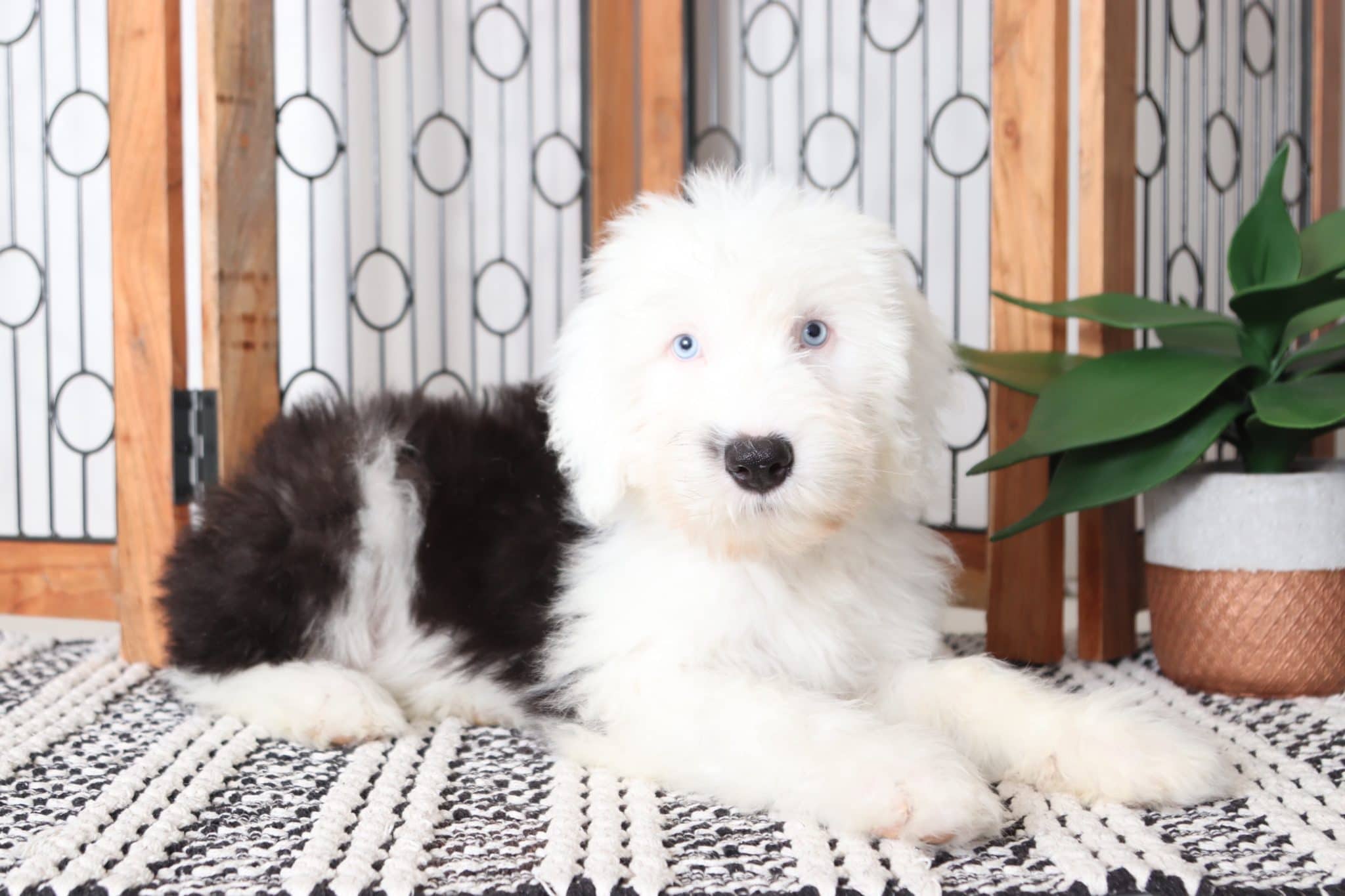 Delilah - Stunning AKC Female Old English Sheepdog Puppy - Puppies Online