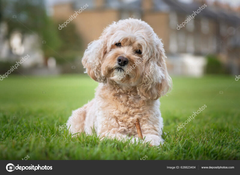 Behind The Fur: Are Cavapoos Hypoallergenic? - Puppies Online
