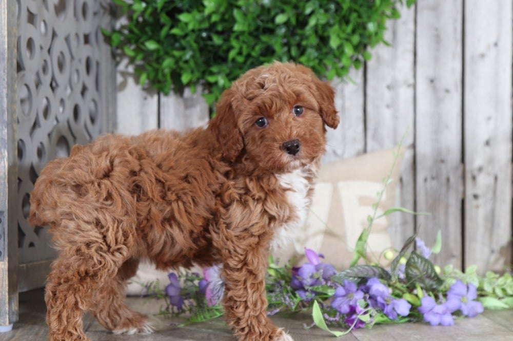 Diva - Adorable Mini Aussie-Poo Puppy - Puppies Online