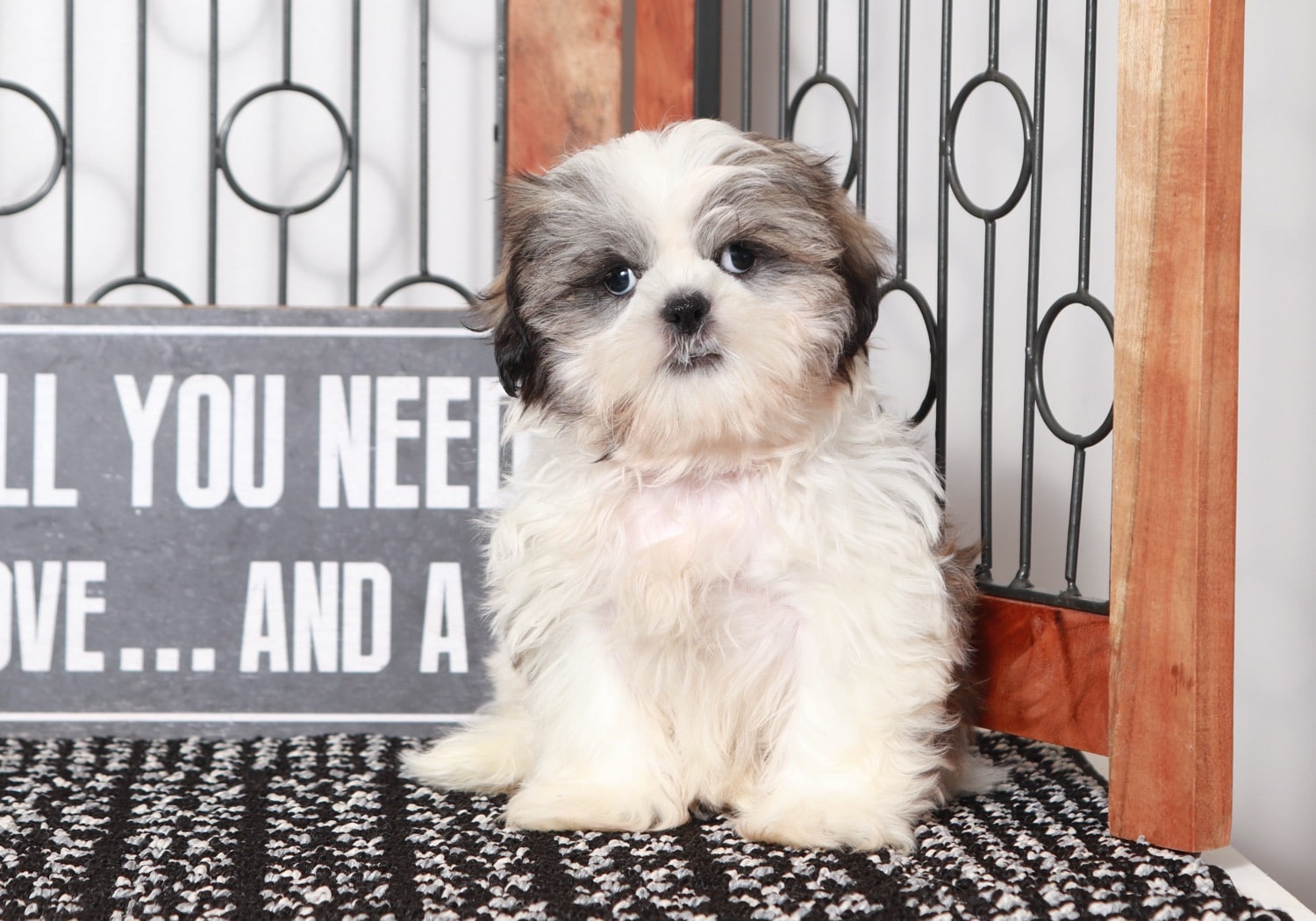 Donald- Handsome Little Tri-Colored AKC Male Shih-Tzu Puppy - Puppies Online