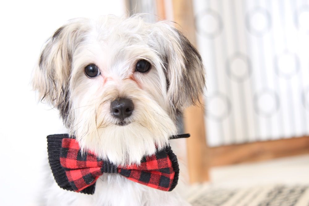 Donald- Handsome Male Morkie Puppy - Puppies Online