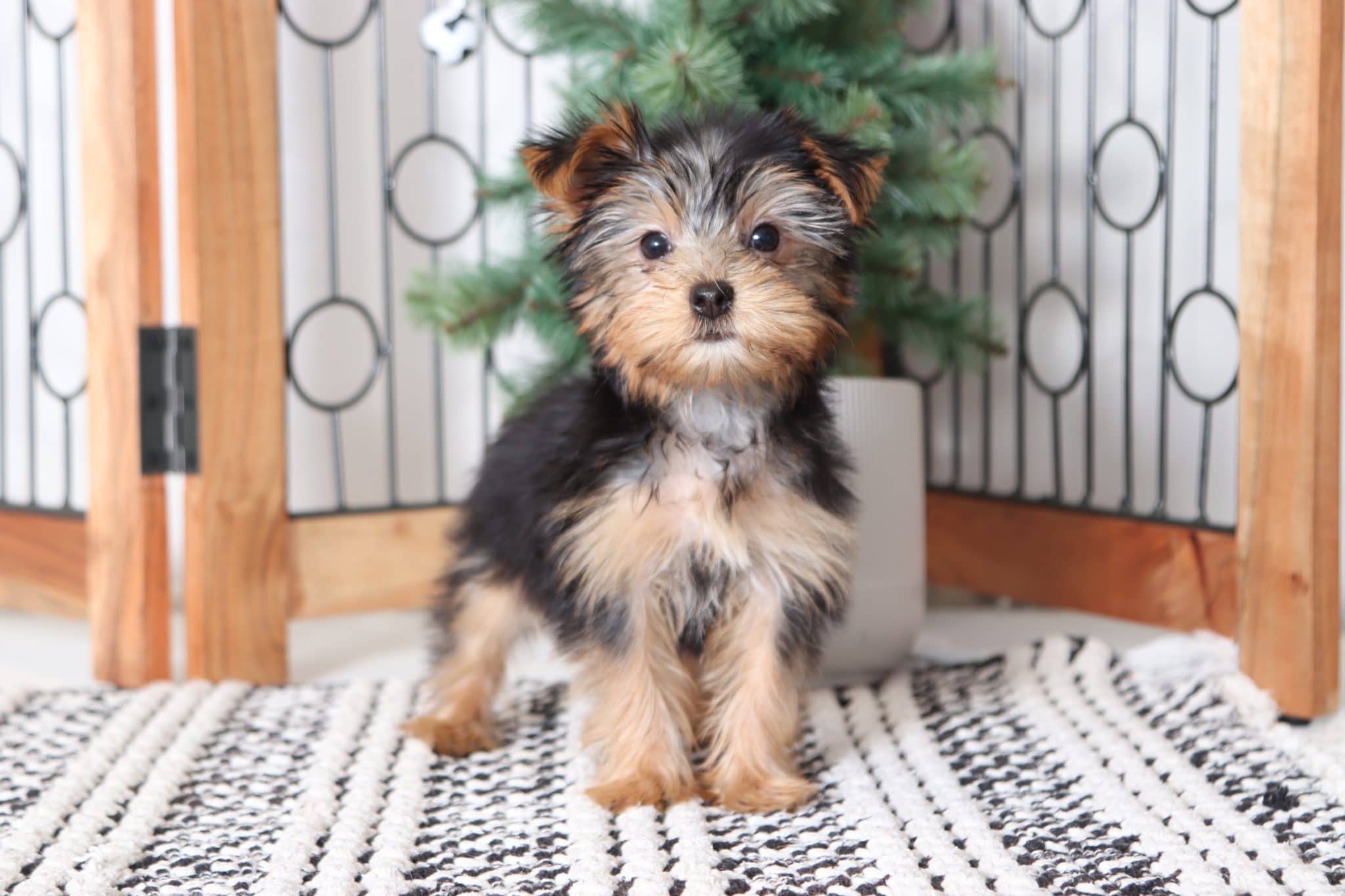 Doris - Perfect Little Toy Female Yorkie - Puppies Online