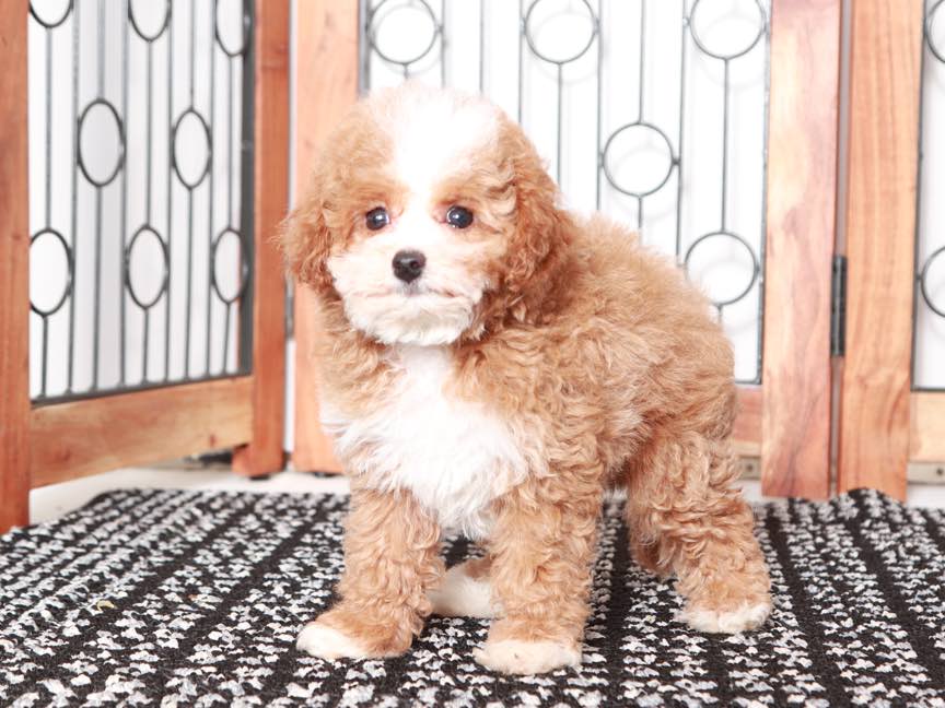 Dorothy - female Cavapoo Puppy For Sale - Puppies Online