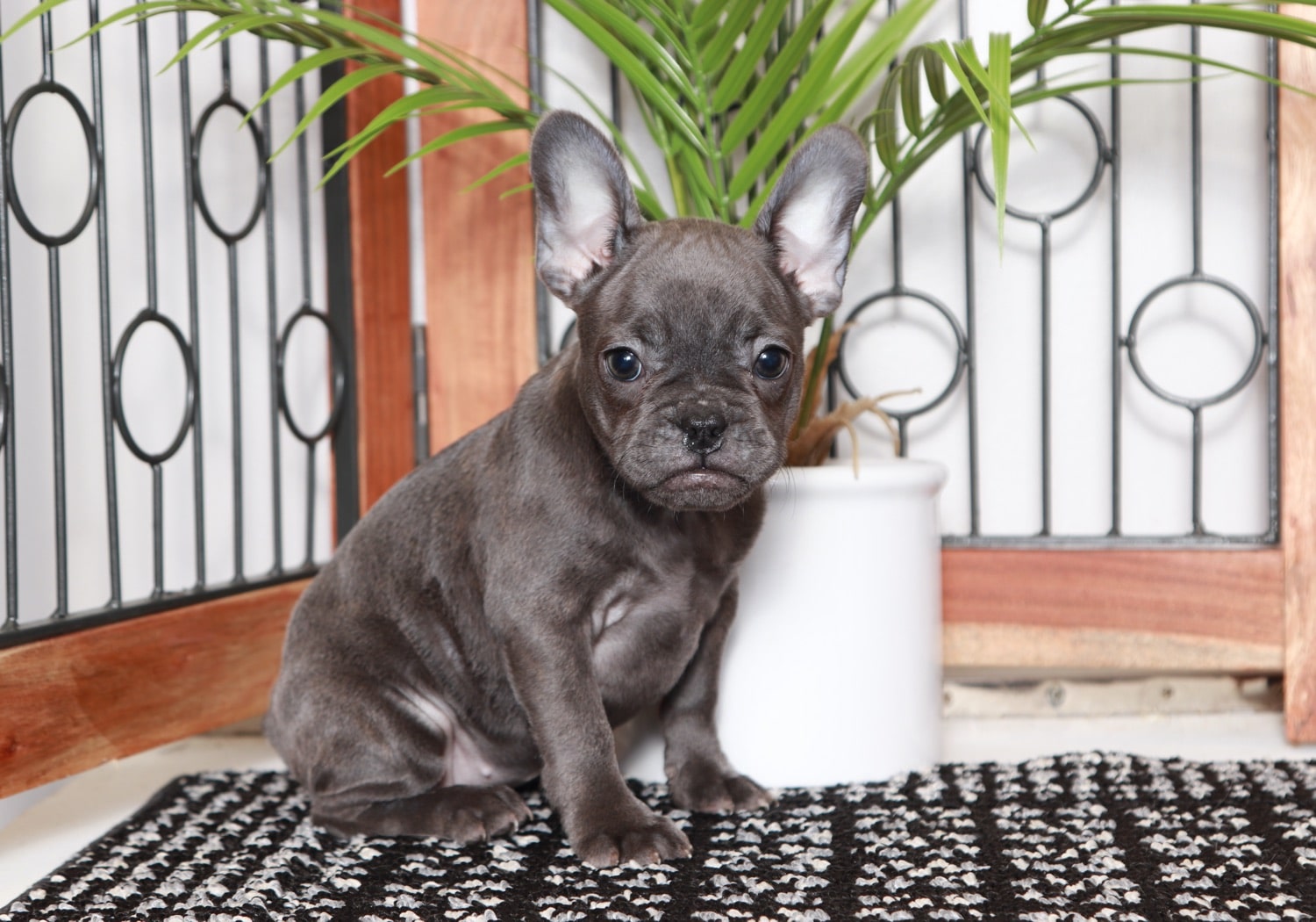Dot - Beautiful AKC Blue Female Frenchie Puppy - Puppies Online