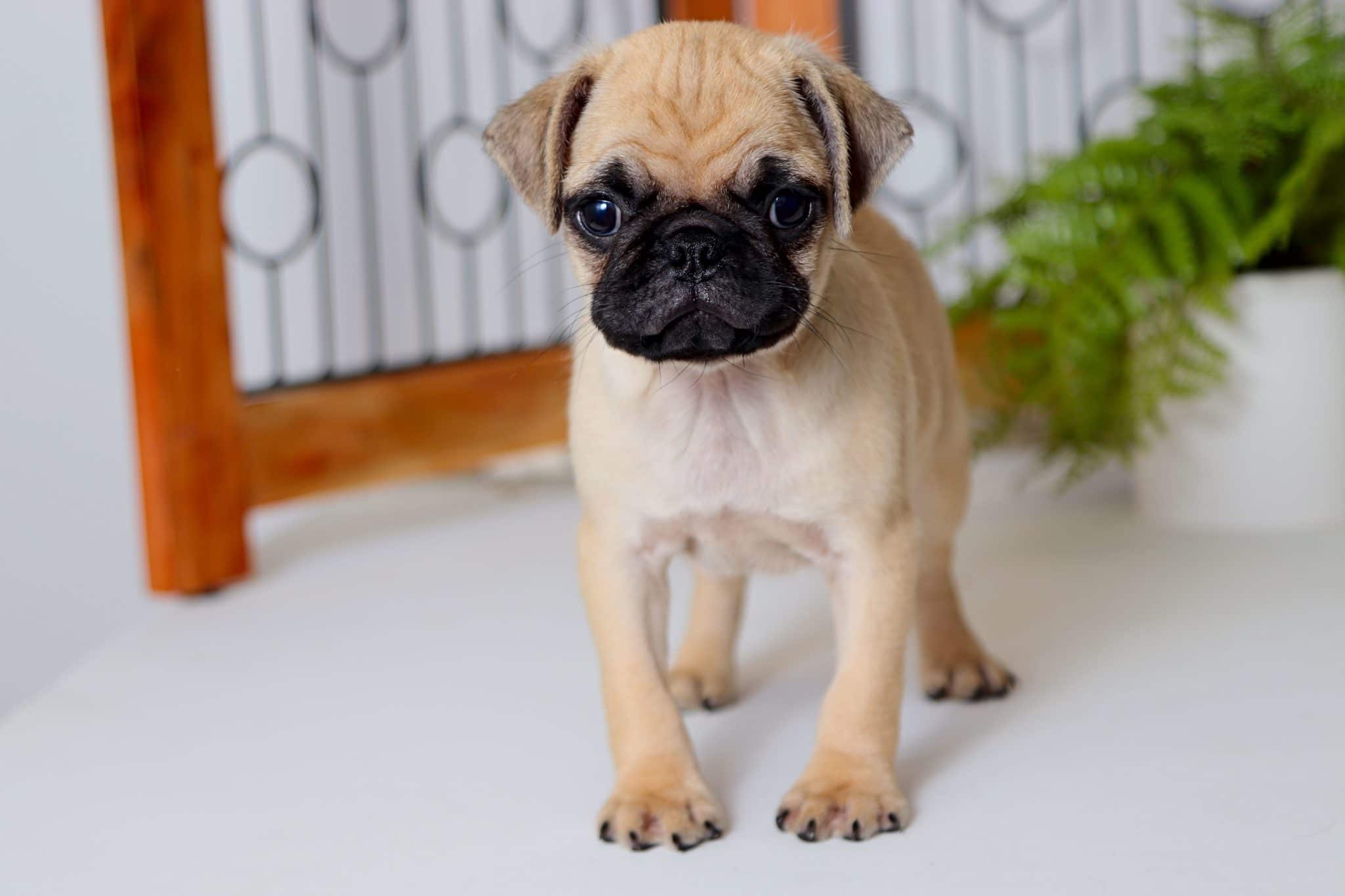 Dozer - Happy AKC Male Pug Puppy - Puppies Online