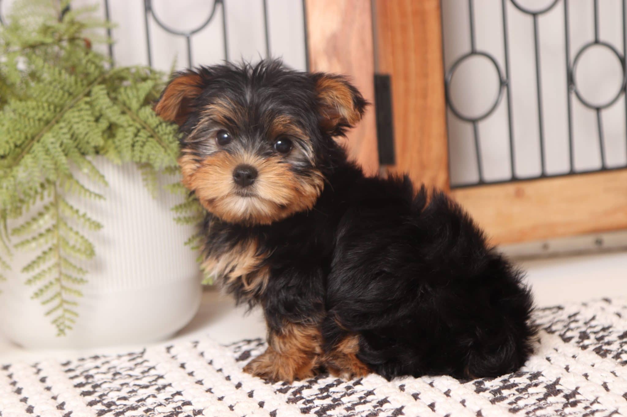 Eddie - Cool Little ACA Male Yorkie - Puppies Online