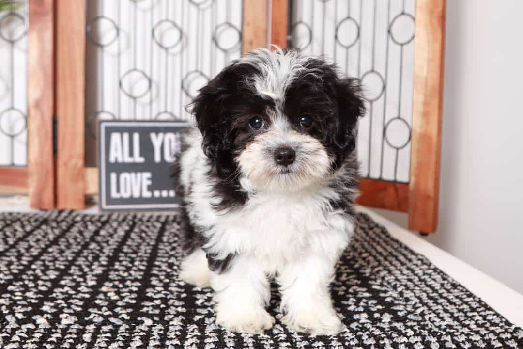 Eli - Dapper Little Male Malti-Poo Puppy - Puppies Online