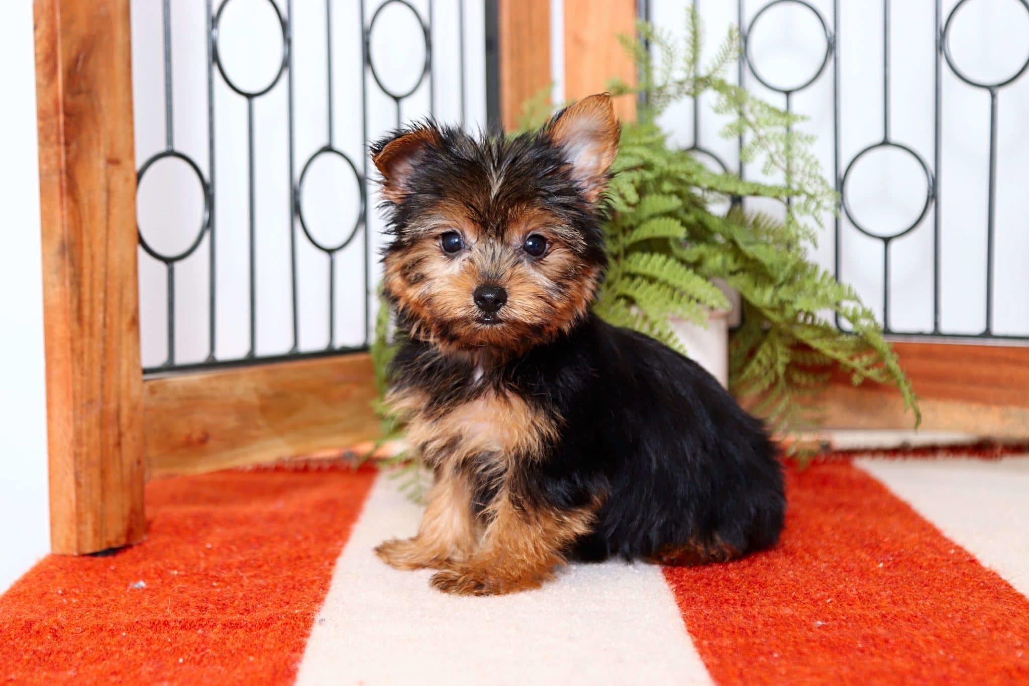 Eliza - Adorable Little ACA Female Yorkie Puppy - Puppies Online