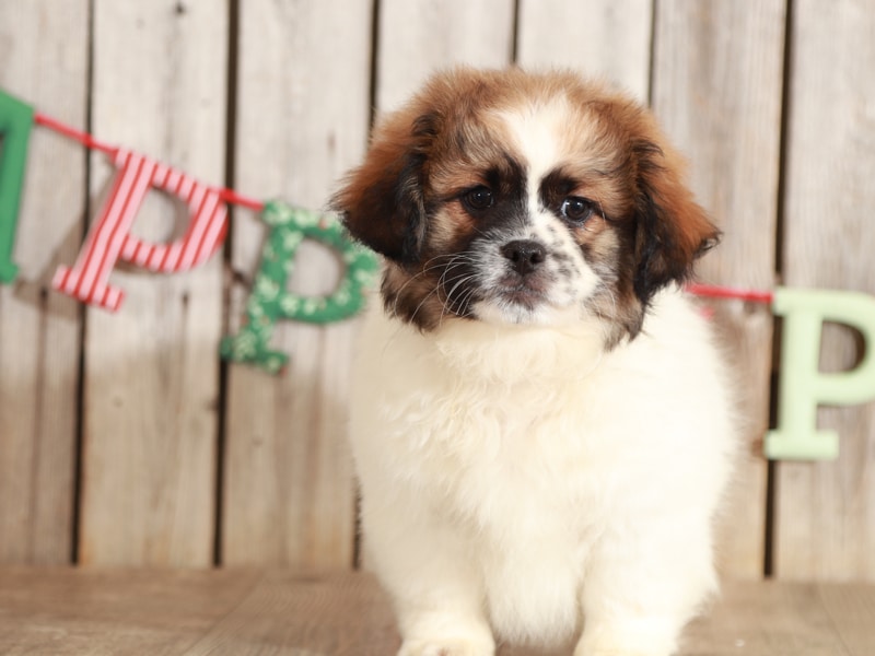 Falcon- Loyal Teddy Bear - Puppies Online