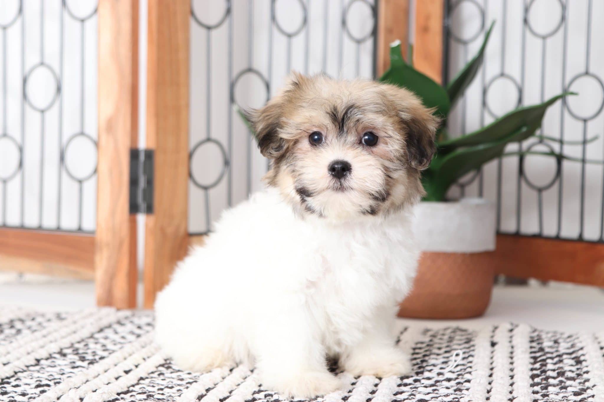 Fletch - Sweet Little Male Teddy Bear Puppy - Puppies Online