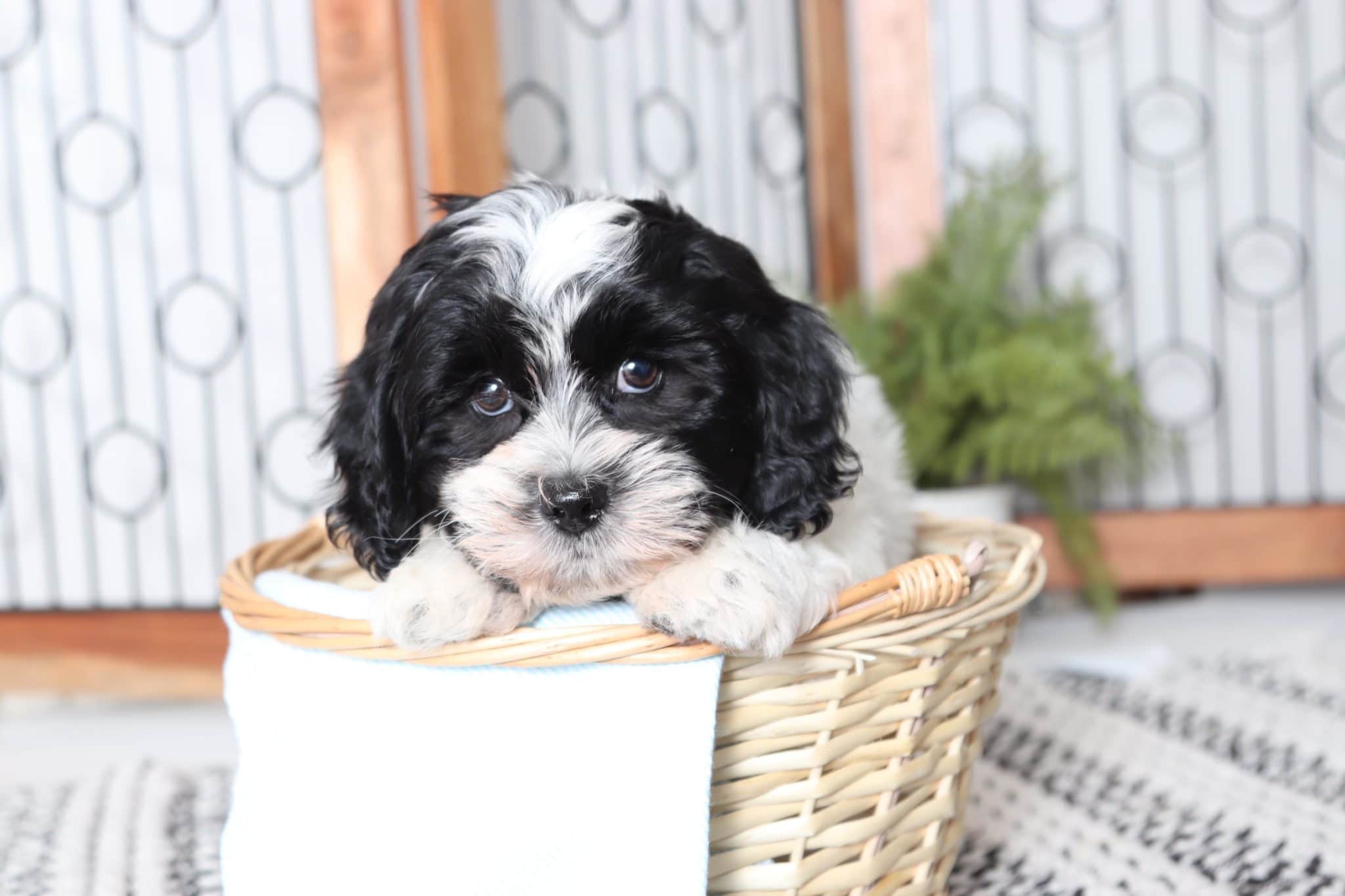 Fred - Spunky Little Male Teddy Bear Puppy - Puppies Online