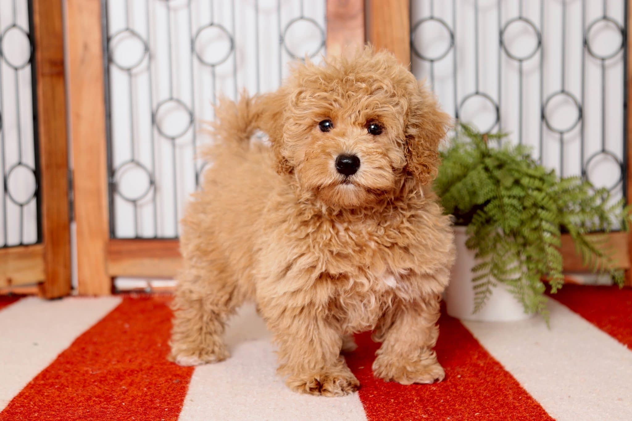 Freddie - Perfect Little Red Male Maltipoo Puppy - Puppies Online