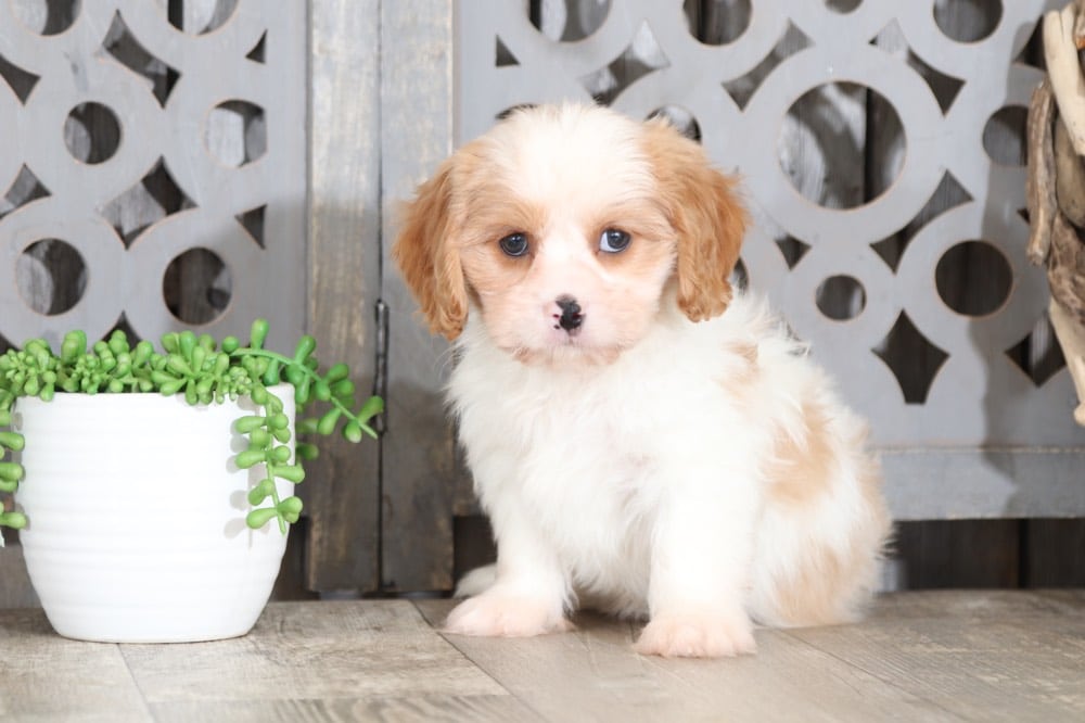 Freddy - Cuddly Little Lhasa Chon - Puppies Online