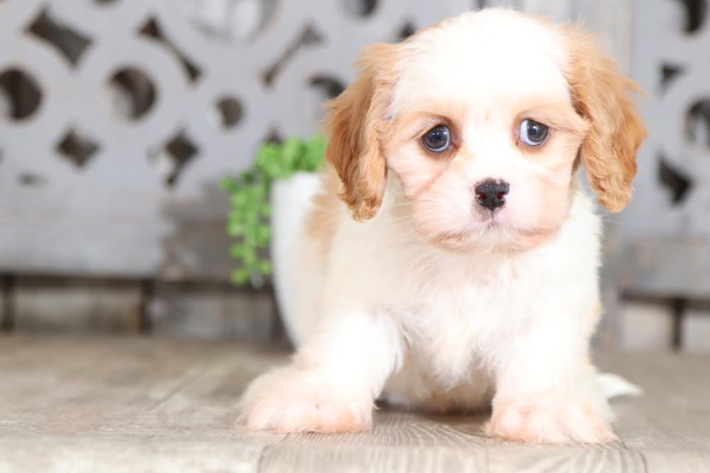 Fritz - Handsome Lhasa Chon - Puppies Online