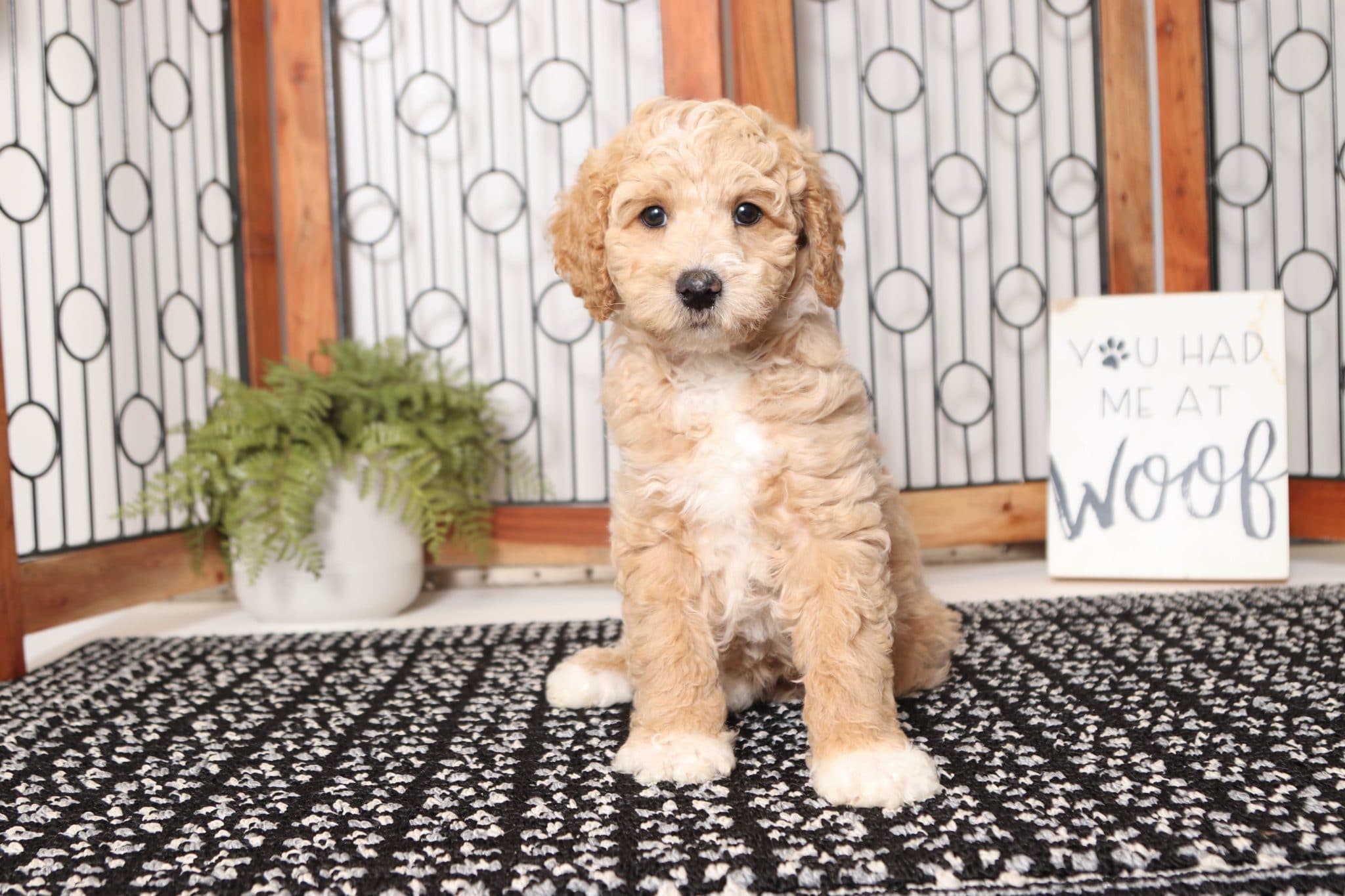 Frizzle- Spunky Male F1B Mini Goldendoodle - Puppies Online