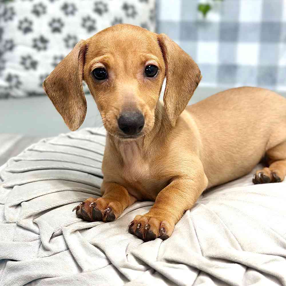 Gail - Cute Short Haired Dachshund Puppy - Puppies Online