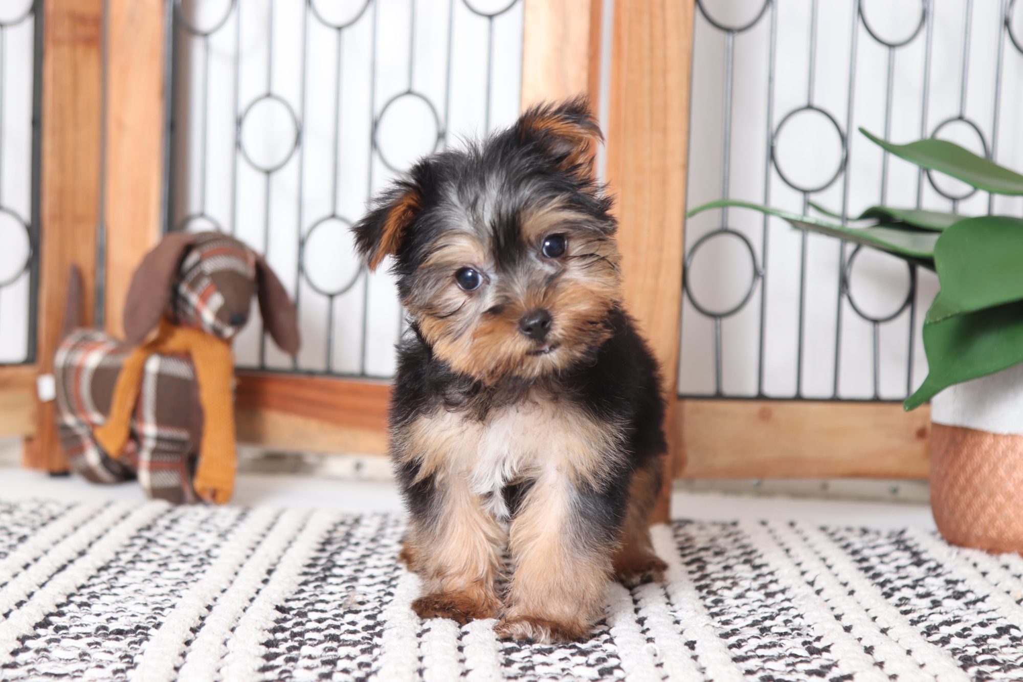 Gary - Handsome Male ACA Yorkie Puppy - Puppies Online