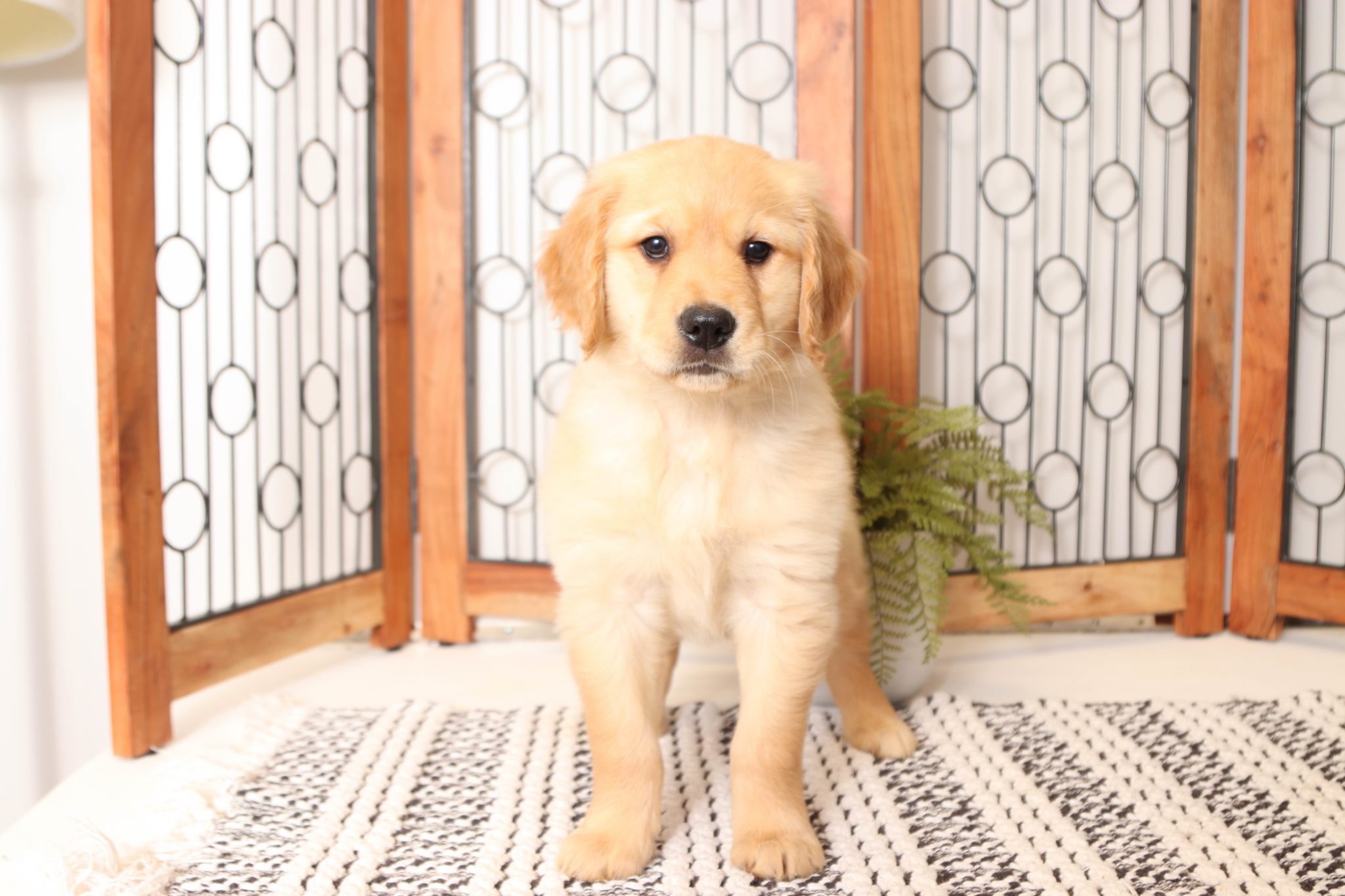 Giggle - Cuddly Female Golden Retriever - Puppies Online