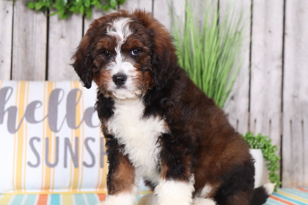 Ginger - Perfect Bernedoodle - Puppies Online