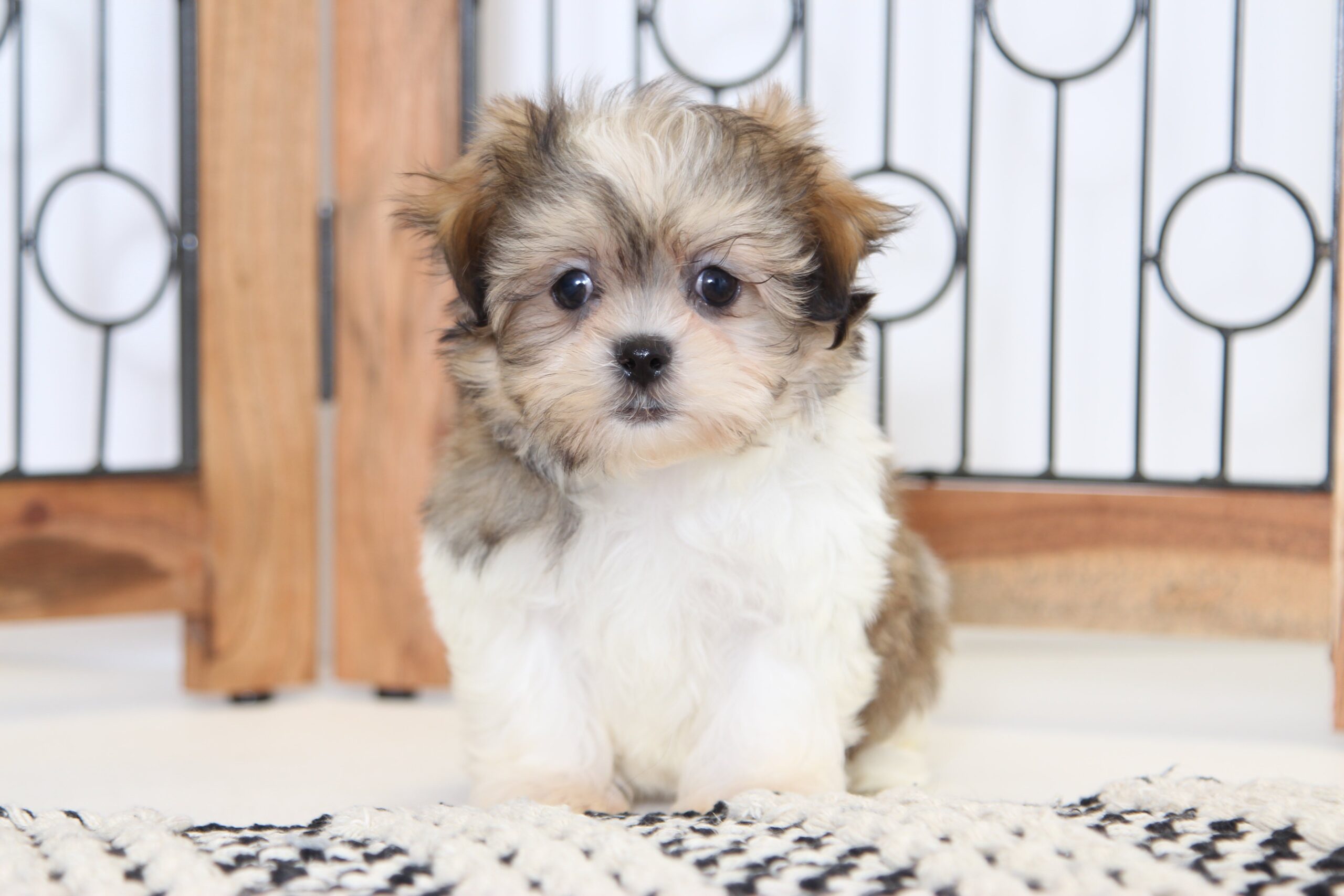 Goose- Amazing Male Mal-Shi Puppy - Puppies Online