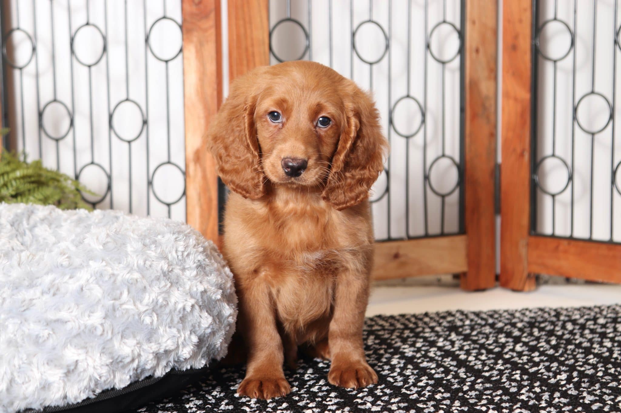 Gordon- Bubbly Male F1B Mini Goldendoodle - Puppies Online