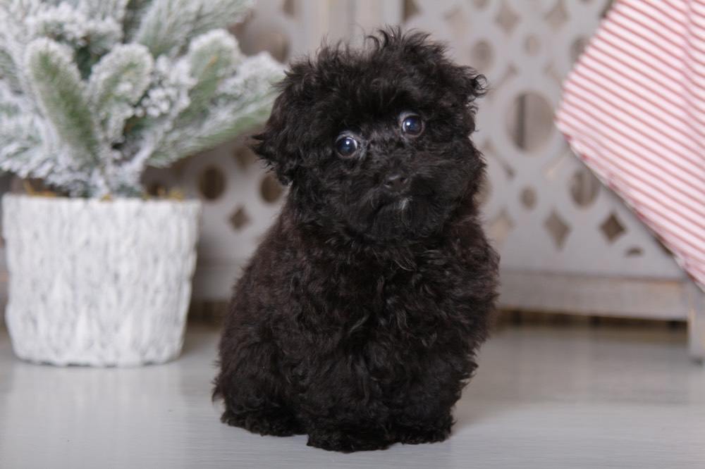 Grace - Fancy Toy Yorkie Poo - Puppies Online