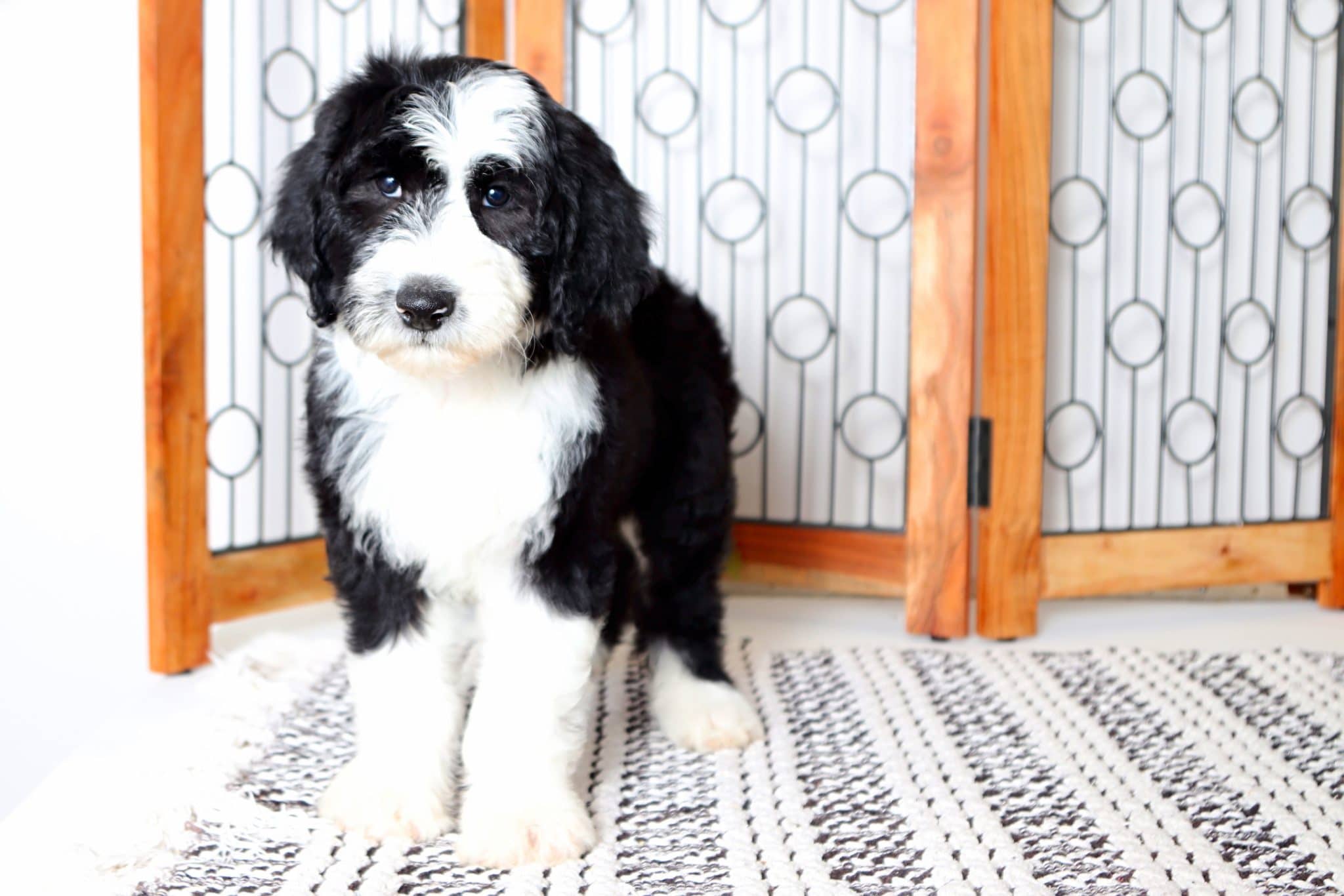 Gulliver - Adorable Male Sheepadoodle - Puppies Online