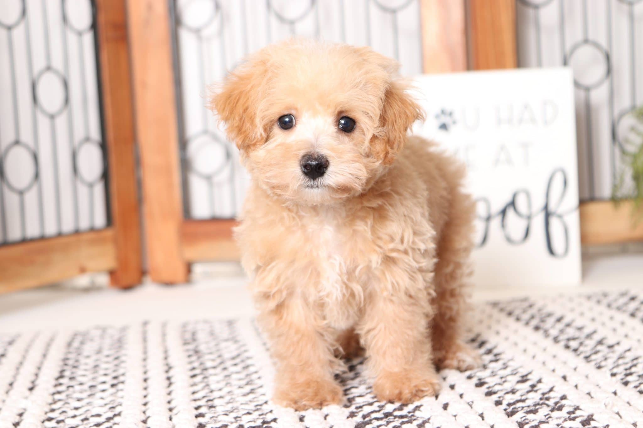 Gunner - Amazing Little Male Poochon Puppy - Puppies Online