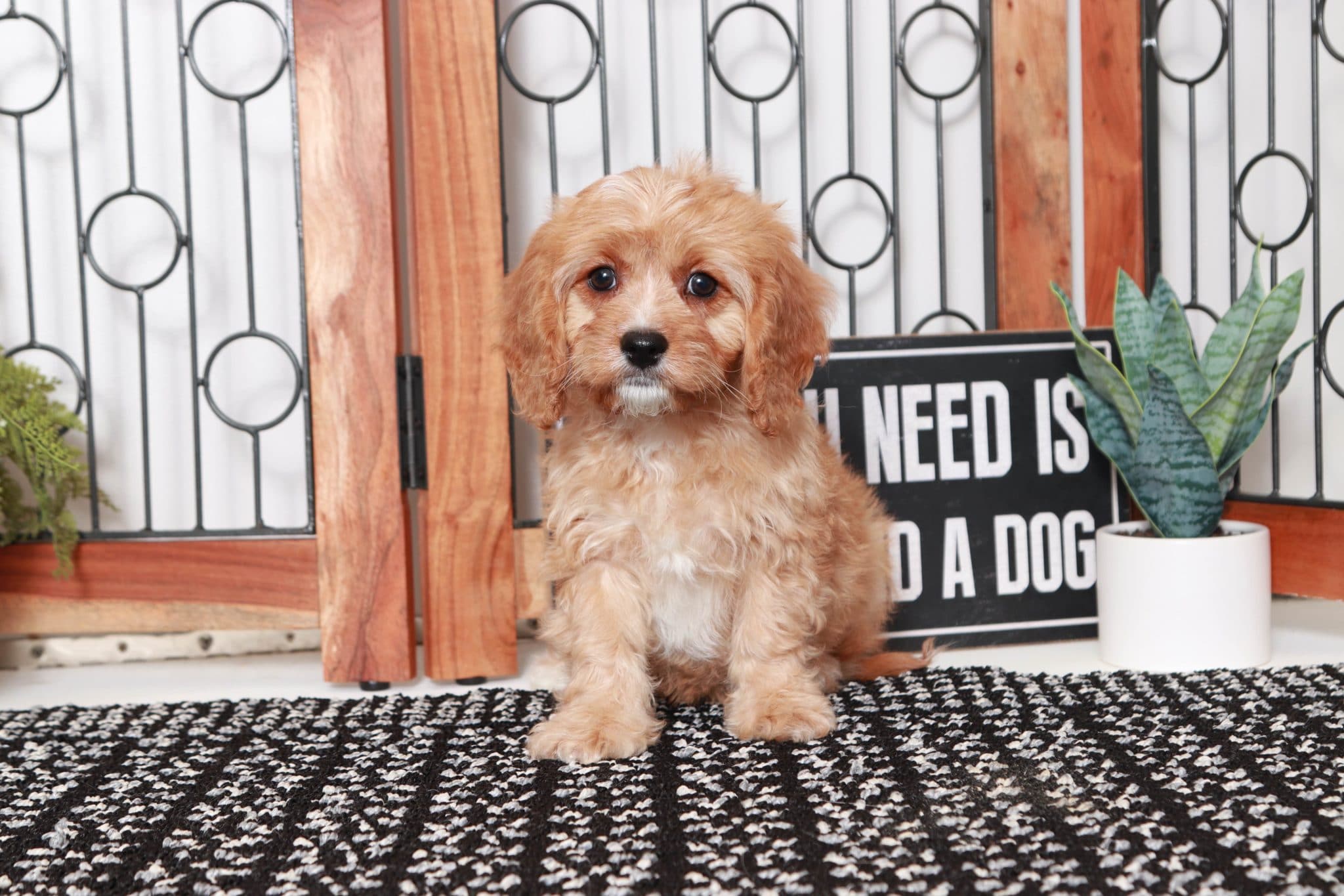 Happy- Fantastic Little Red Female Cavapoo Puppy - Puppies Online