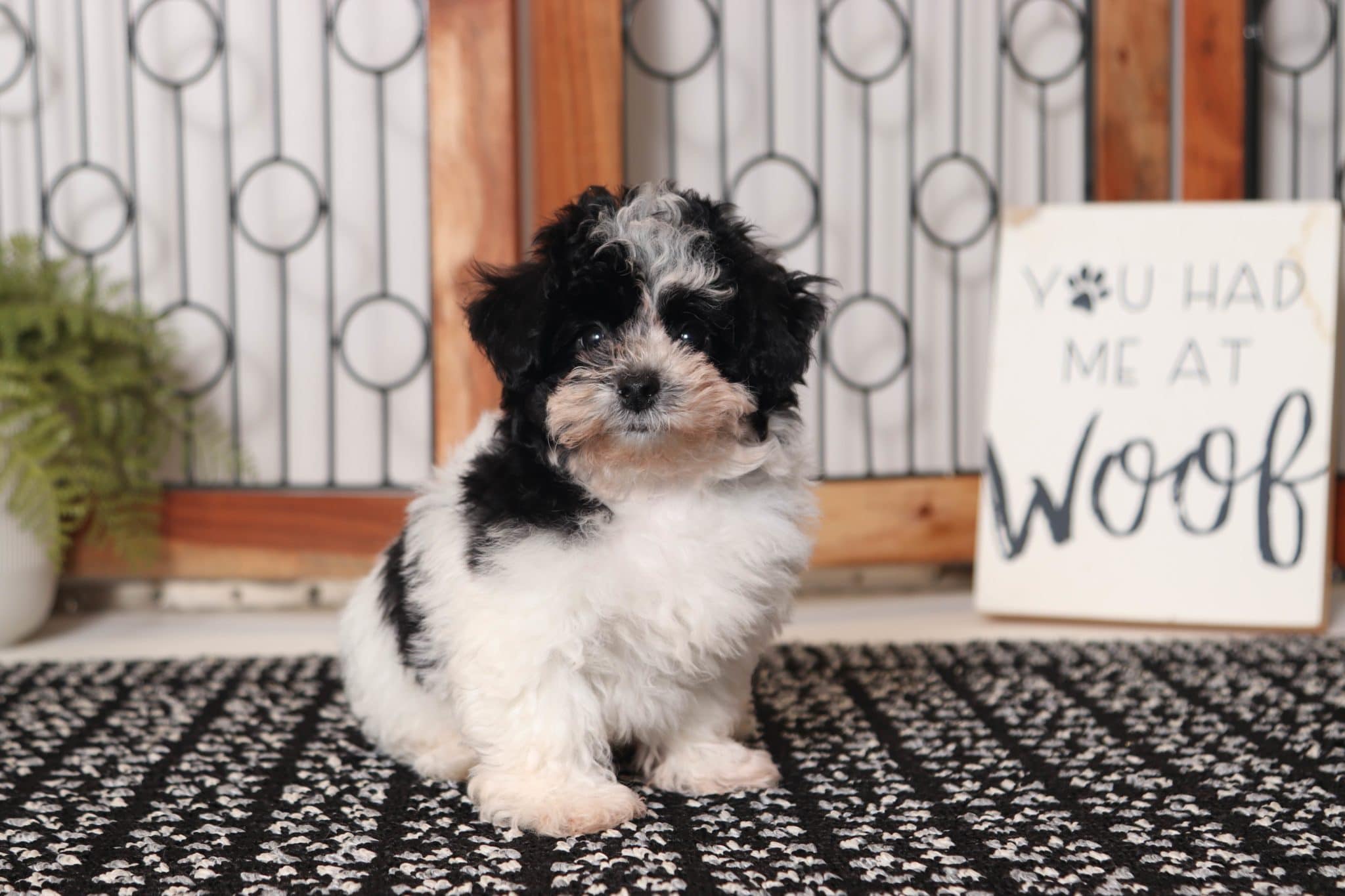 Happy - Dashing Little ACA Male Toy Poodle Puppy - Puppies Online