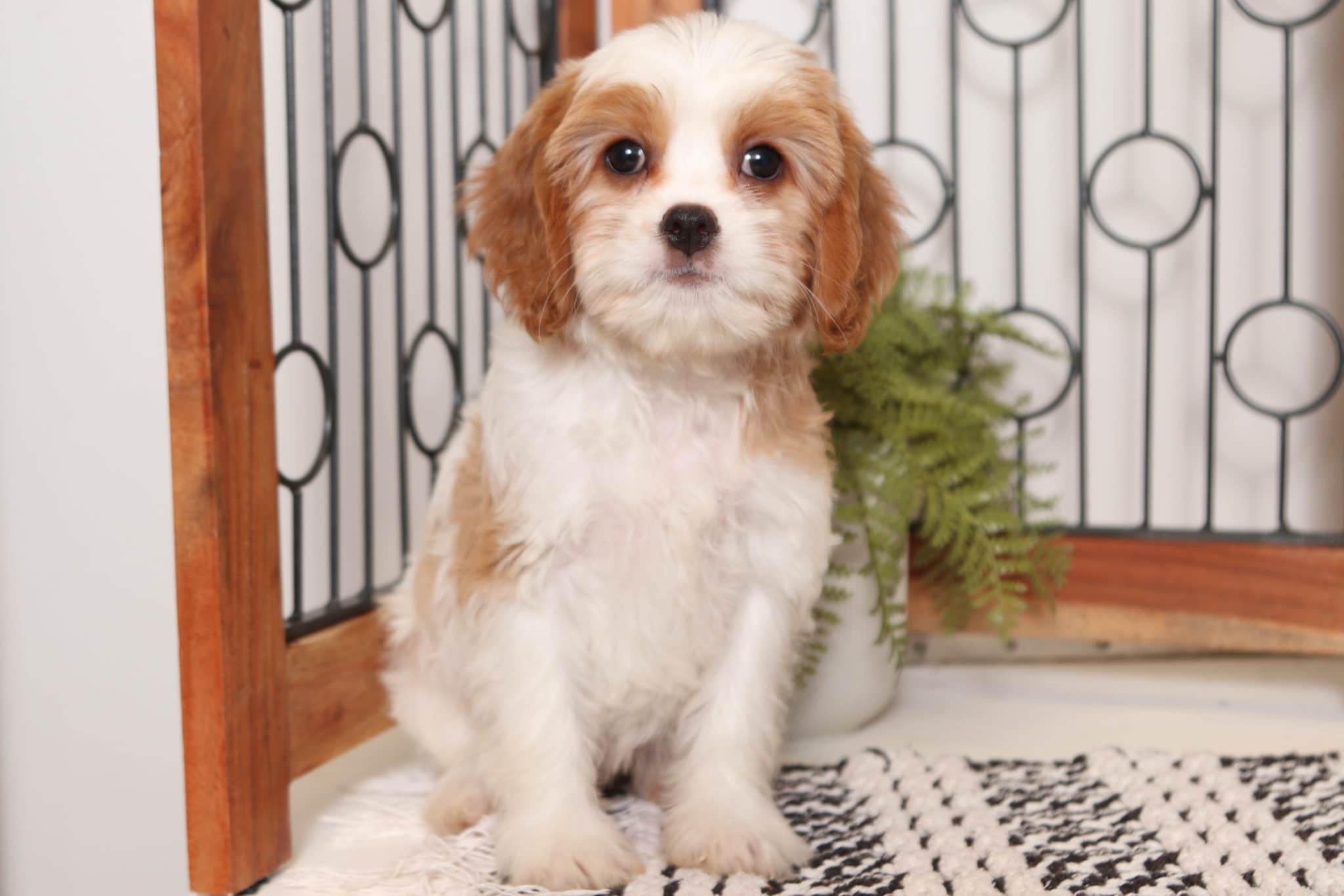 Hazel - Stunning Little Female Cavapoo Puppy - Puppies Online