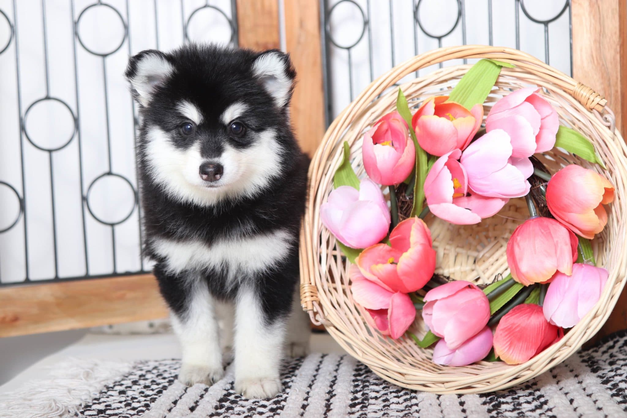 Heather - Adorable Female Pomsky Puppy - Puppies Online