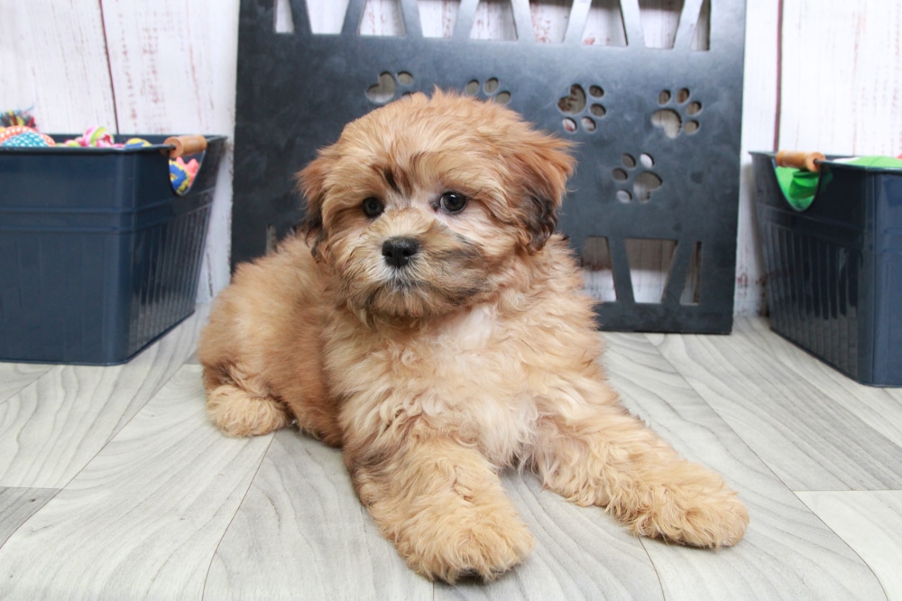 Hector - Handsome Red Male Shih-Poo Puppy - Puppies Online